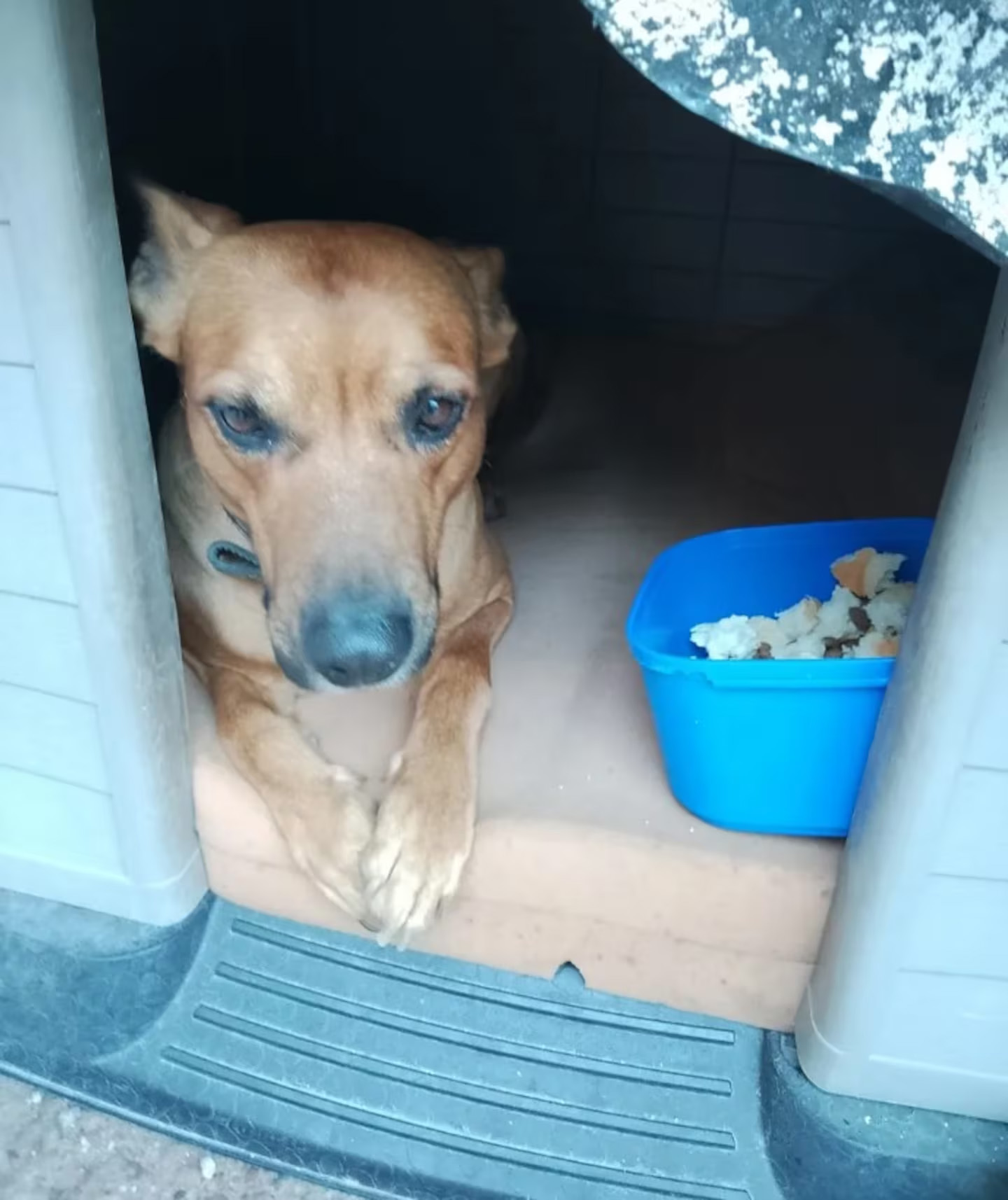Juan murió de frío en Mendoza por no abandonar a su perro - Distrito ...