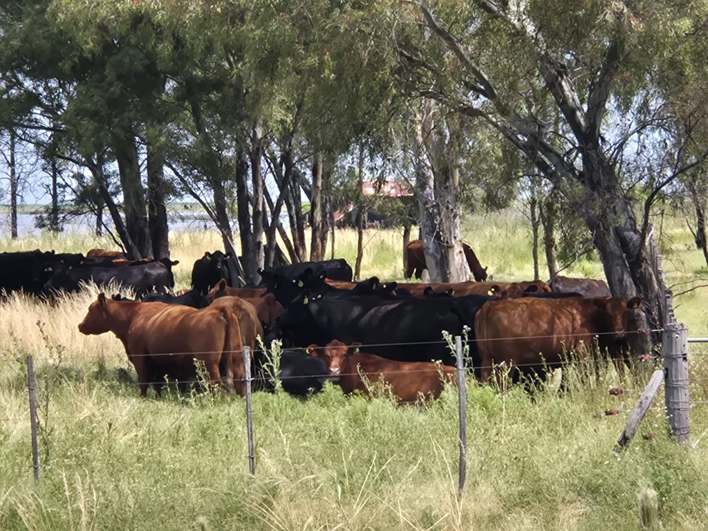 La sombra en el campo cuando hay animales, si importa; una muestra más ...