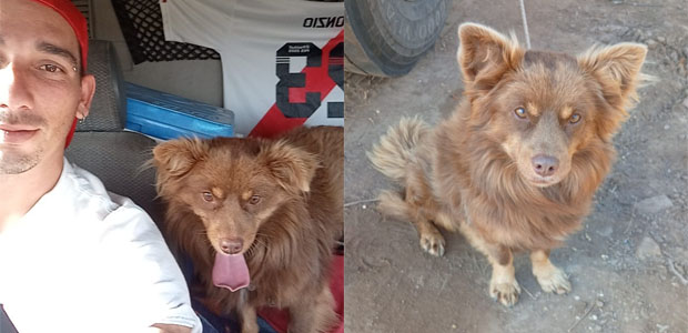 Viajaba en su camión por la RN 33, se le cruzó un perrito al que ...